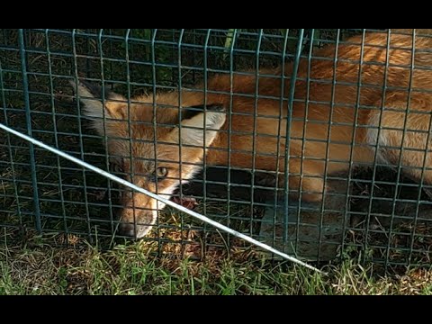Catch and Release Fox Kentucky - YouTube
