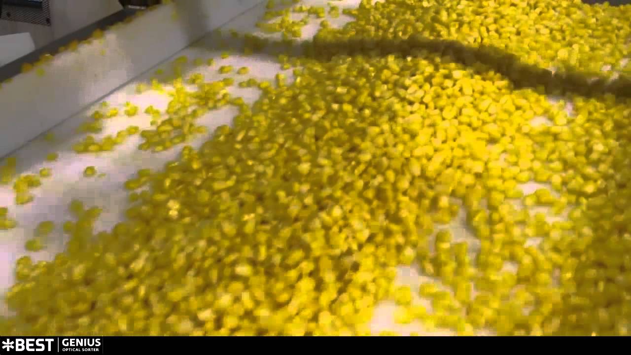 Corn sorting machine Genius - TOMRA Sorting - YouTube