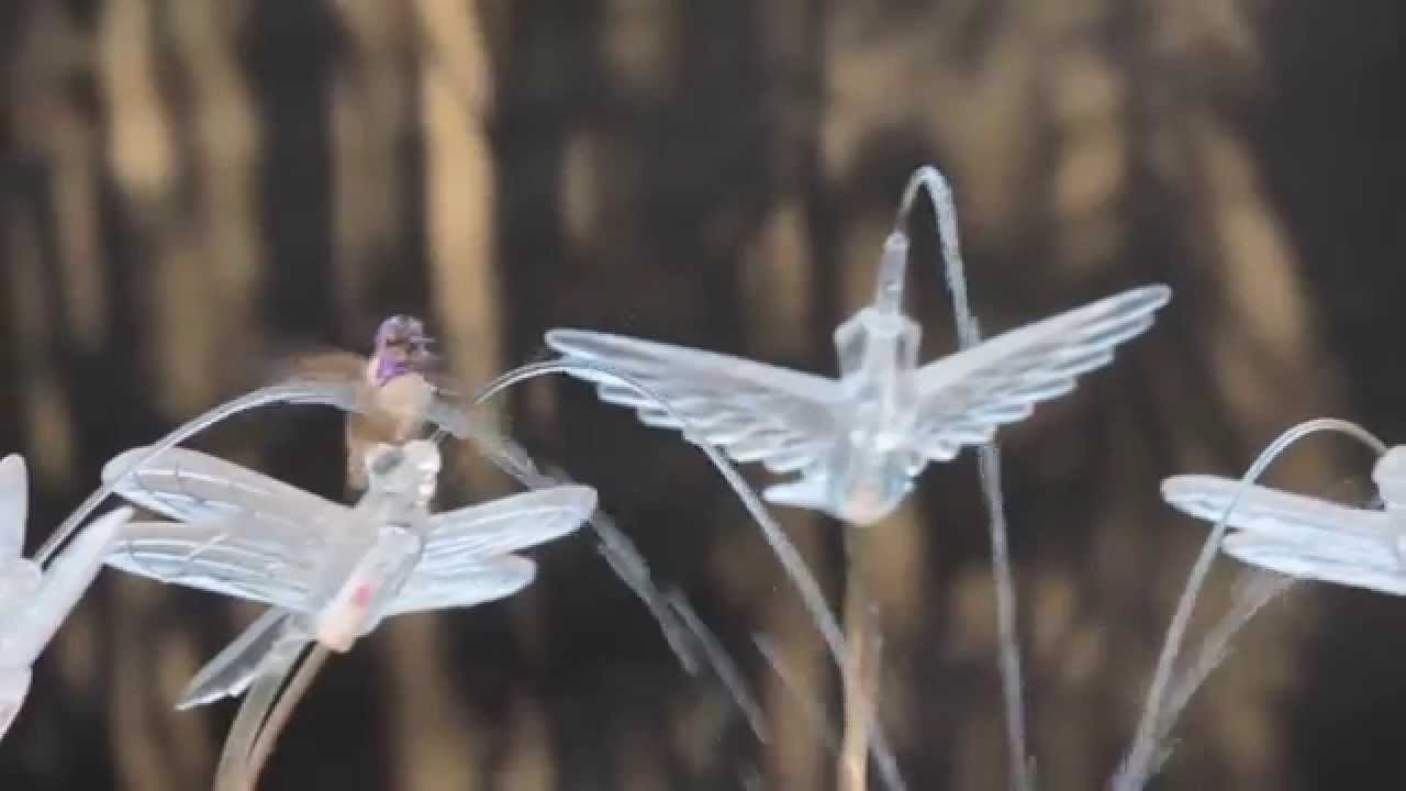Hummingbirds Playing Anna's & Costas - 10/1/14 - YouTube