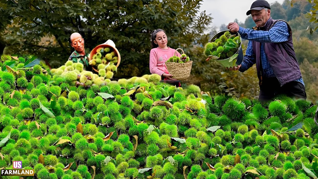 How Farmers Harvest and Process Millions of Tons Of Mountain Chestnut ...
