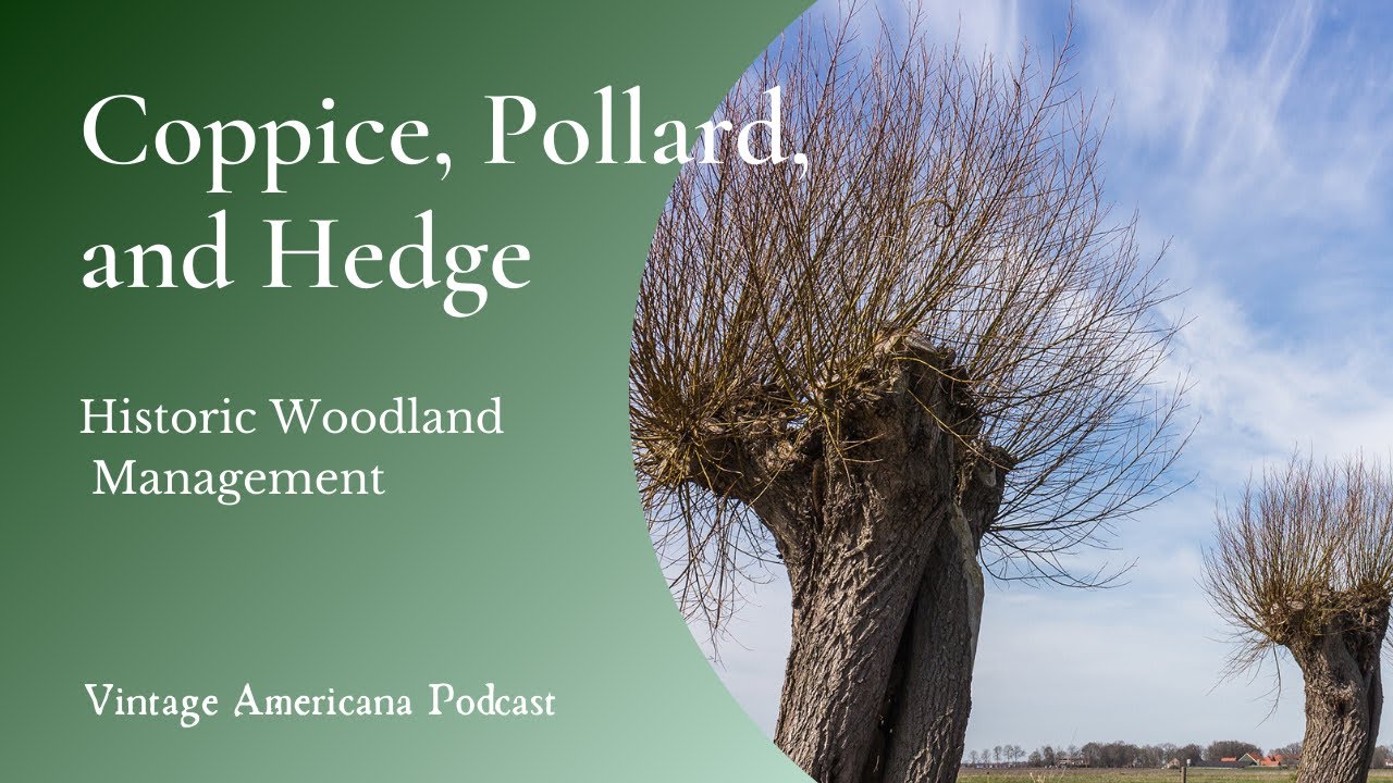 Coppice, Pollard, and Hedges - YouTube