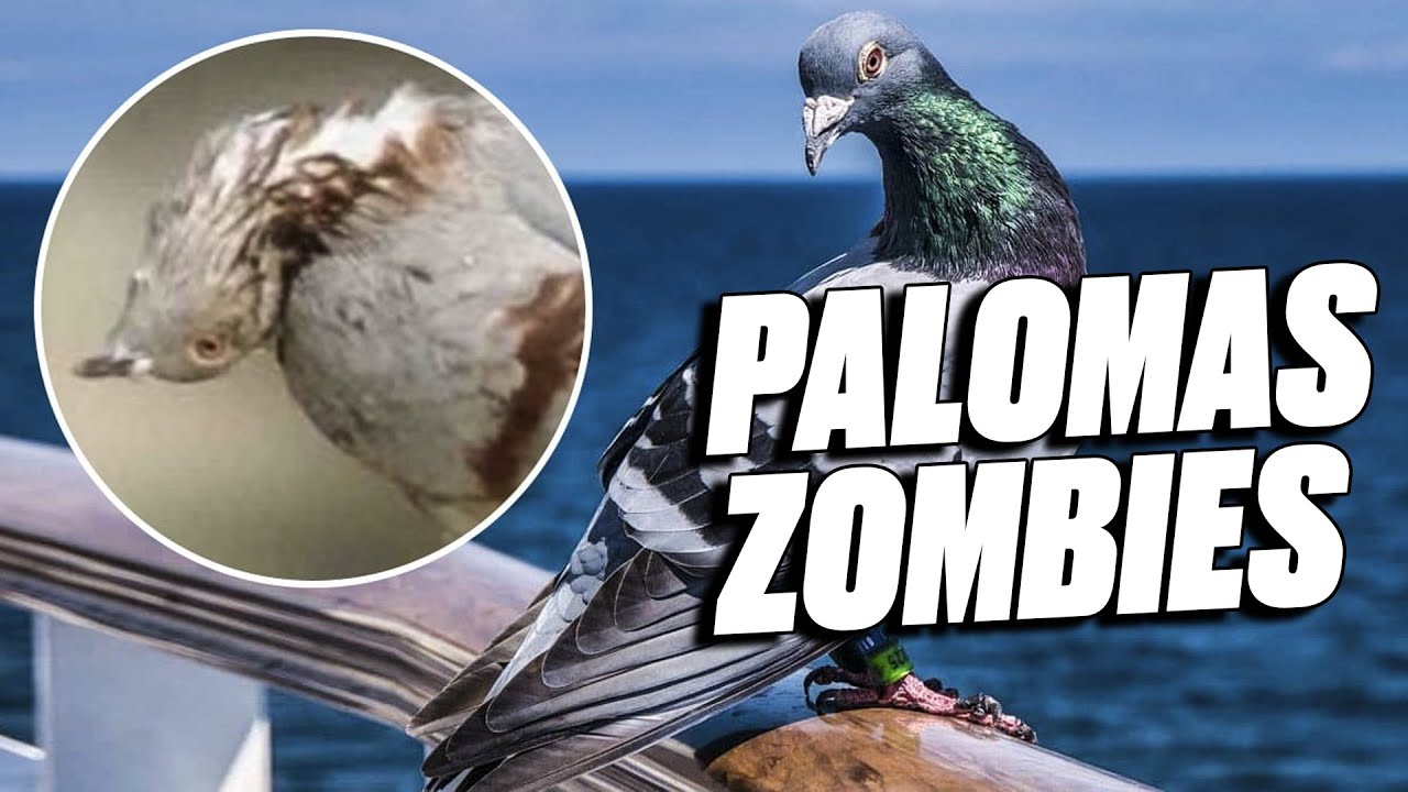 LAS PALOMAS ZOMBIES con la CABEZA AL REVÉS - YouTube