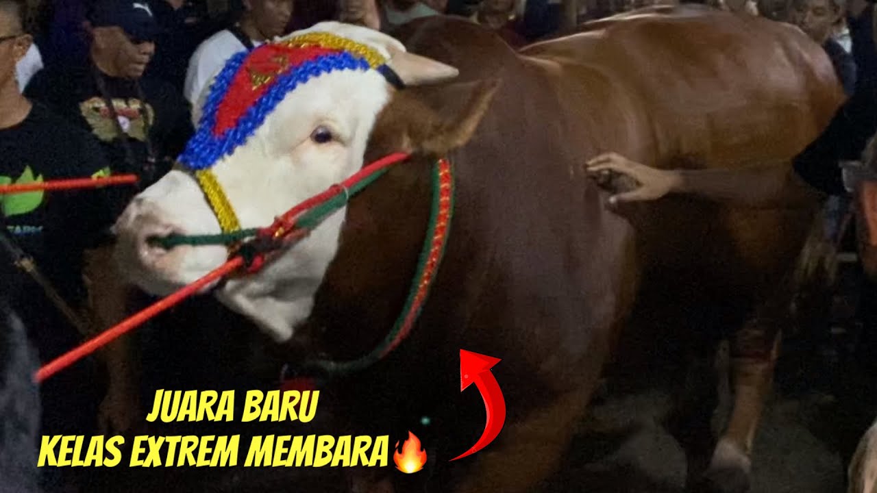 PANAS🔥FULL KELAS EXTREME JUARA BARU SAPI TERBESAR ‼️🔥 - YouTube