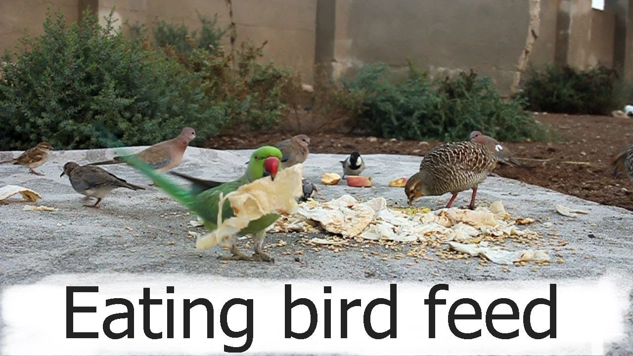 Eating bird feed #birds #nature #wildlife #wildbirds - YouTube