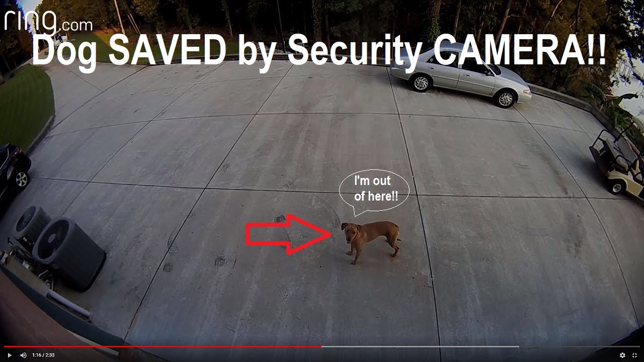 Dog Saved by Security Camera! - YouTube