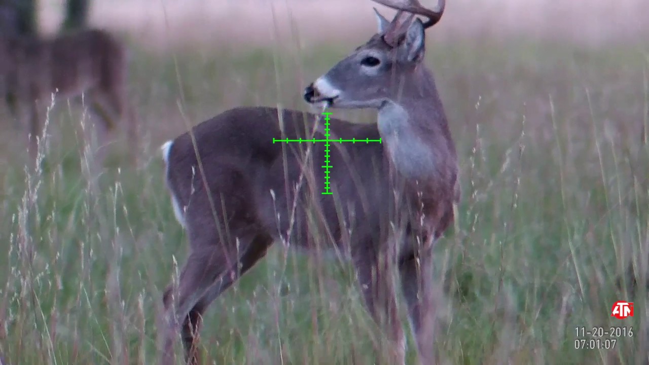 Texas 8 point whitetail deer - YouTube