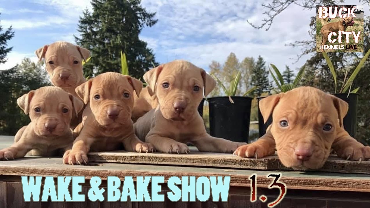 BUCK CITY KENNELS LIVE WAKE & BAKE 1.3 What's Next On The Channel ...