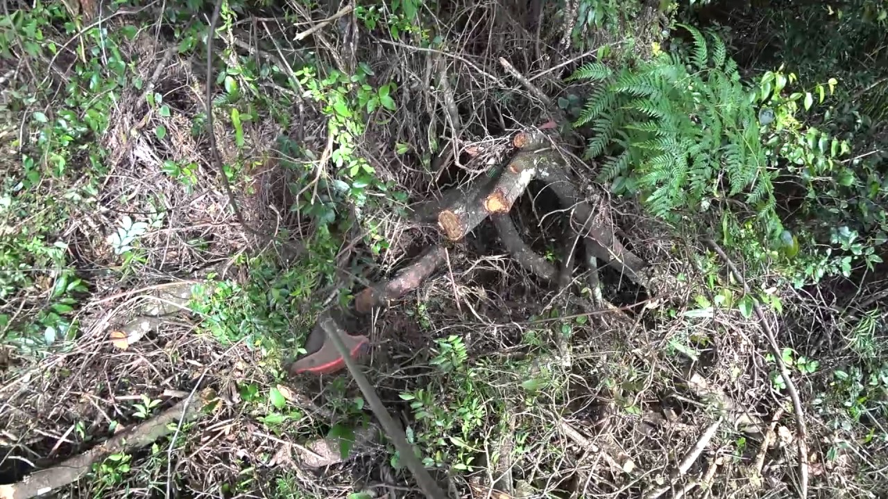 Clearing Long Stringy Grass With Model 17 BrushDestructor Blade - YouTube