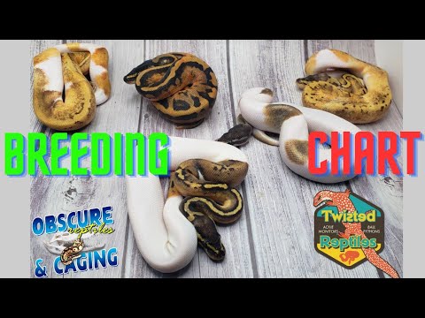Ball Python Breeding Chart - YouTube