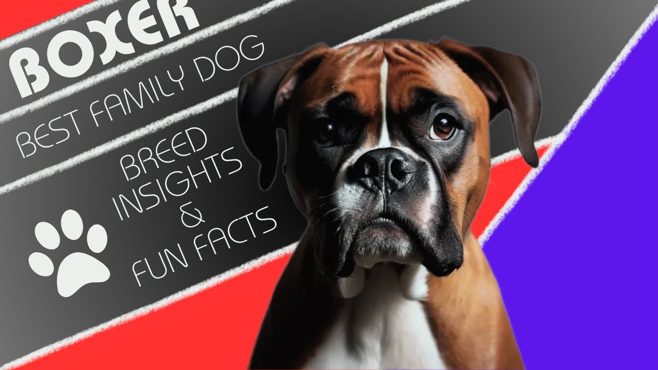 Boxer | Best Family Dog - YouTube