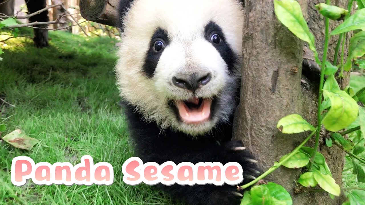 The Real Image Of Chengdu Universiade Mascot Rong Bao - Panda Sesame ...