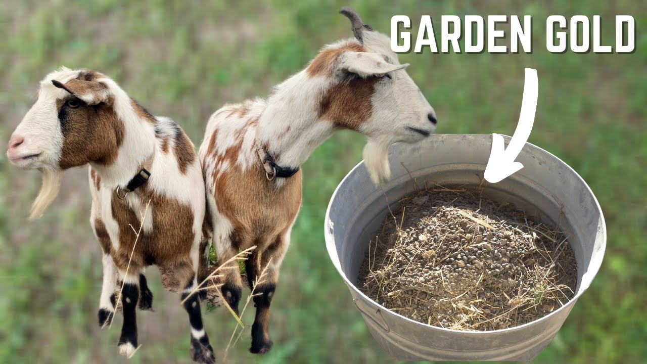 Our first GOAT POOP harvest! - YouTube