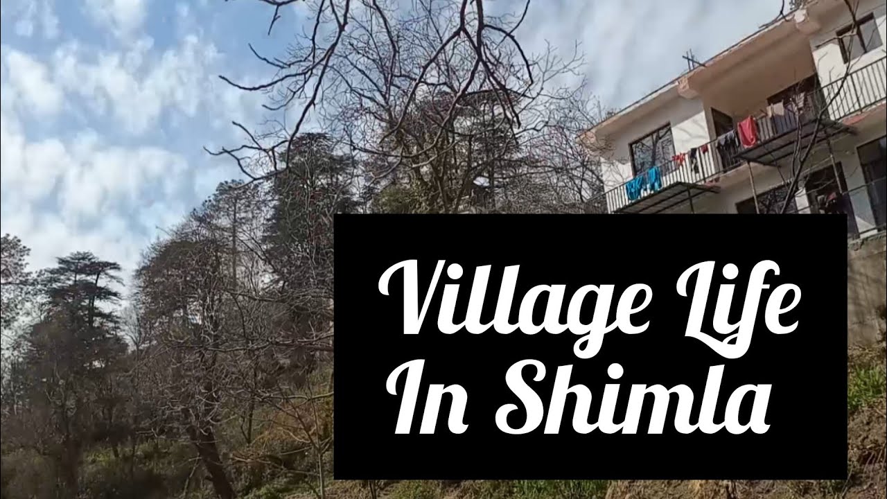 Village Life in shimla| Shimla| - YouTube