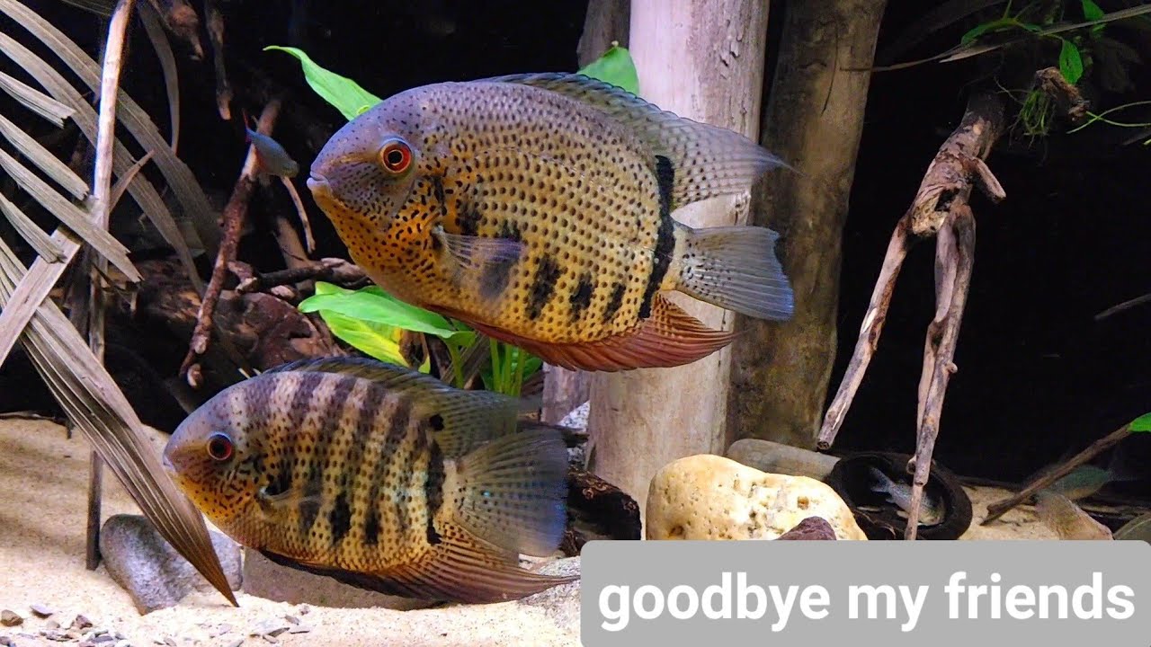 tribute to the heros notatus - YouTube