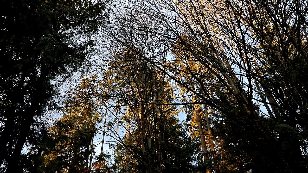 Setting Sun In March Forest Trees - YouTube