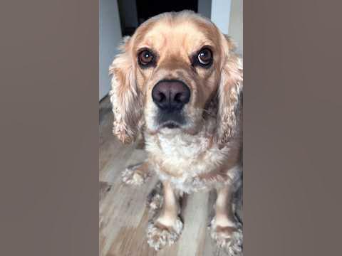 Cute cocker spaniel Bruno 💙🐕🐾 #dog #shorts #pets #puppy #doglife #eclipse - YouTube