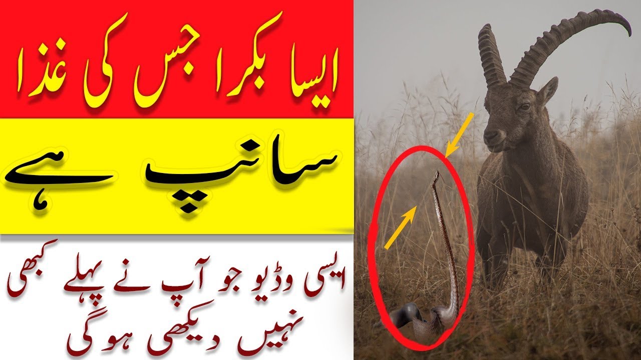 goat eating snake in world-how to goat eating snake - YouTube