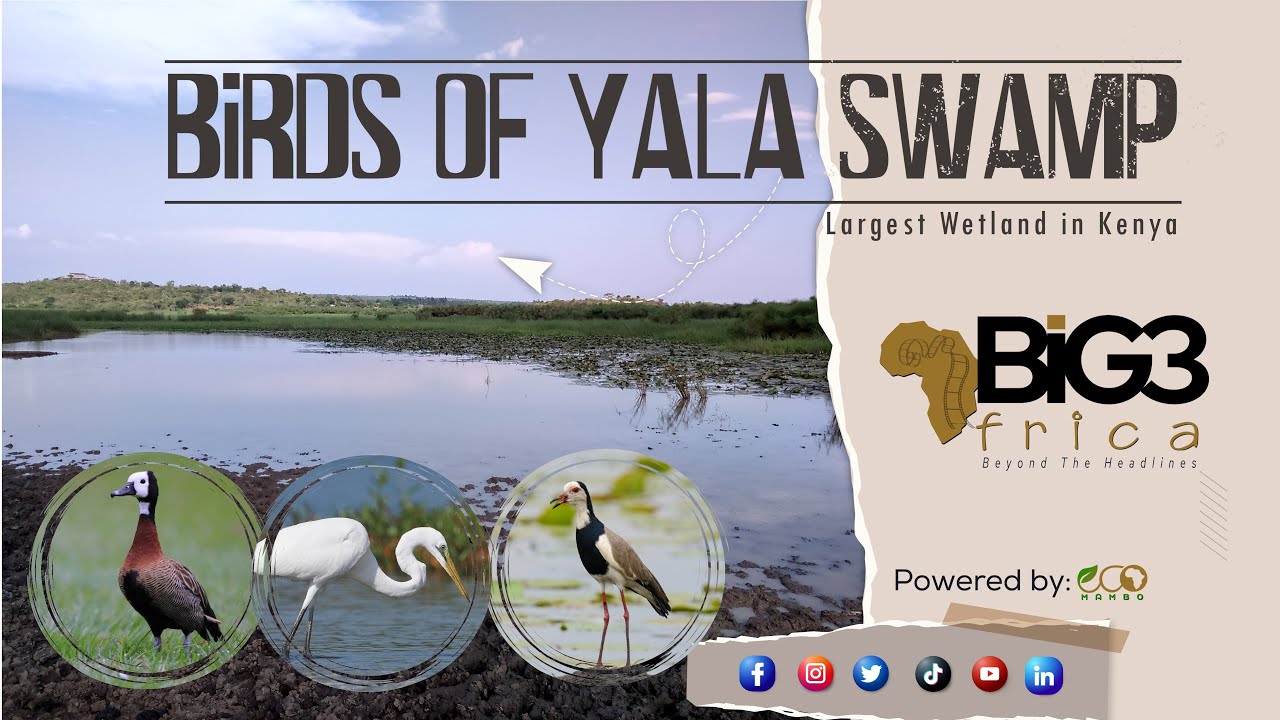 Birds of Yala Swamp Siaya Kenya - YouTube