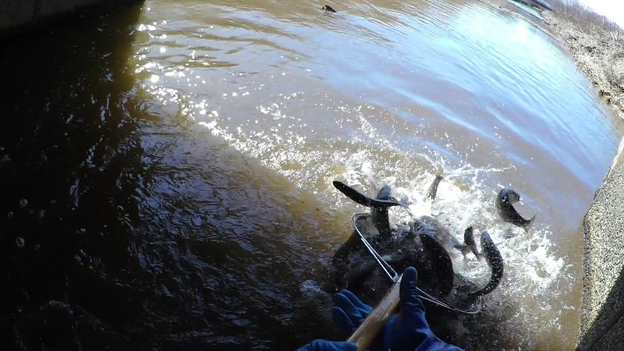 [ガサガサ]遡上ウグイの大量水揚げ20180321 Too many Japanese dace - YouTube