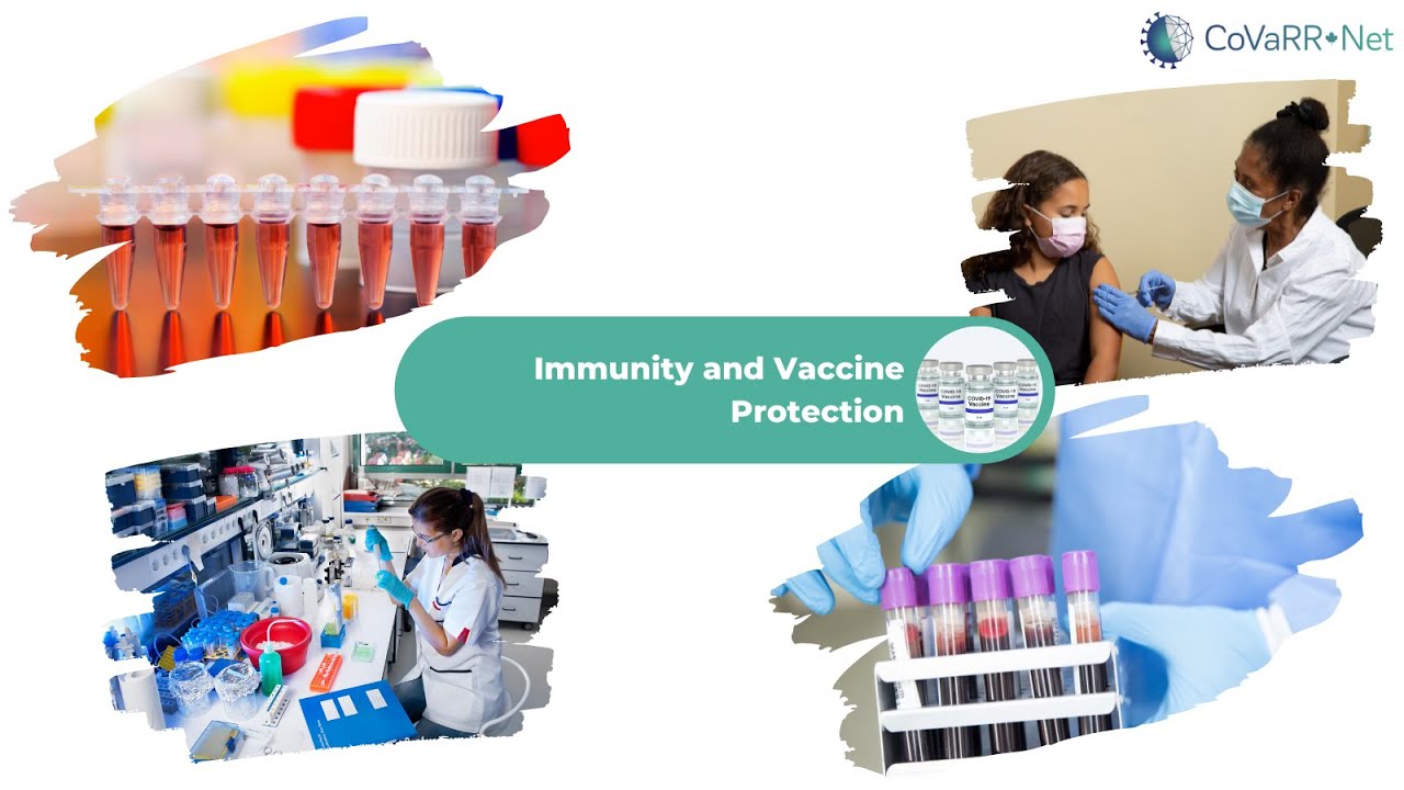 CoVaRR-Net Spotlight: Immunology and Vaccine Protection Pillar - YouTube