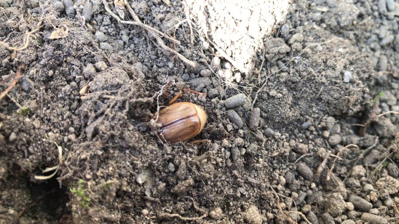 Un hanneton dans mon jardin - YouTube