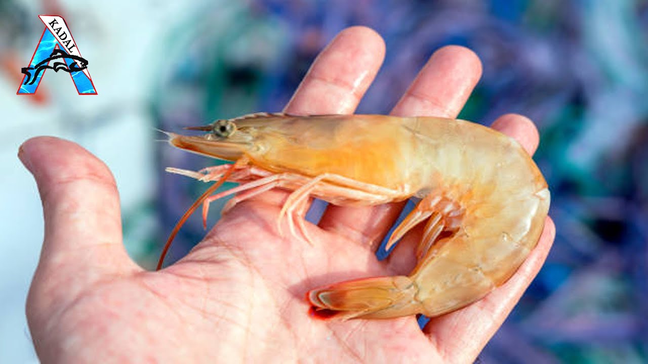 Hunting Prawns On Pond || Prawns Hunting || #prawns #fishing @FISH_TV ...