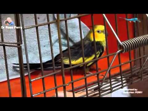 PBFD Cockatiel 111010#1 - YouTube