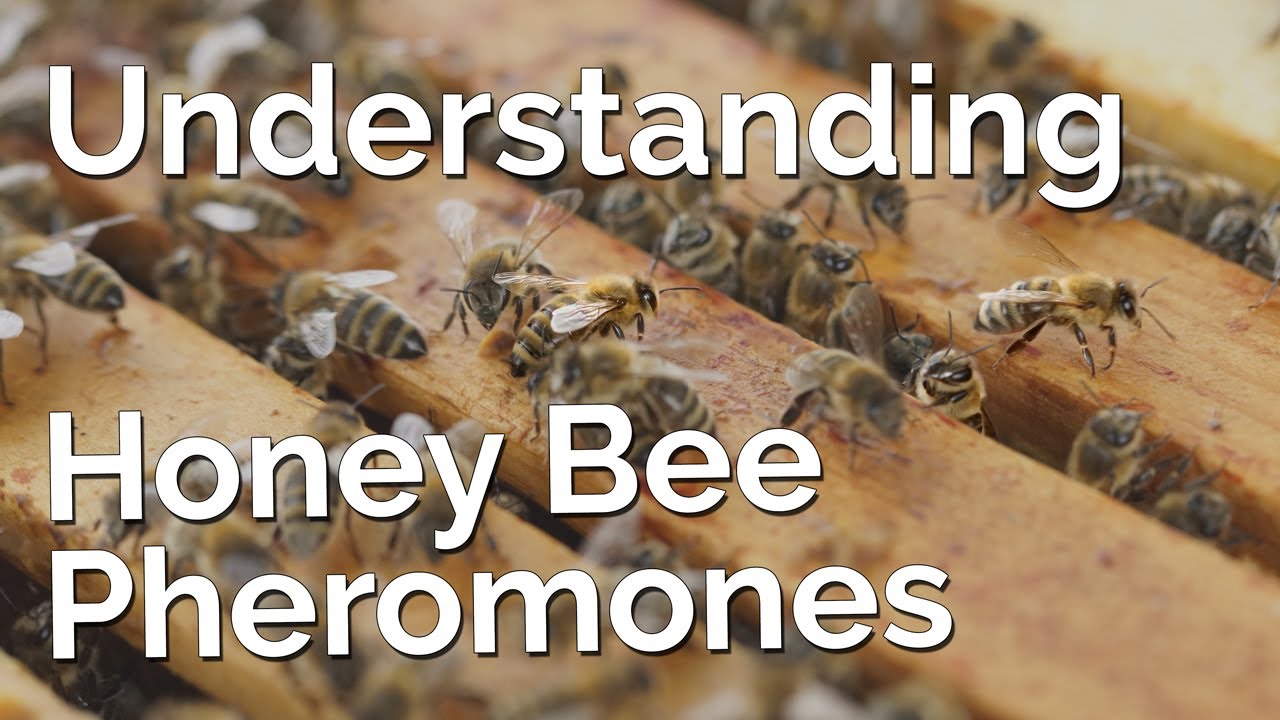Understanding Pheromone Communication Can Make You A Better Beekeeper - YouTube