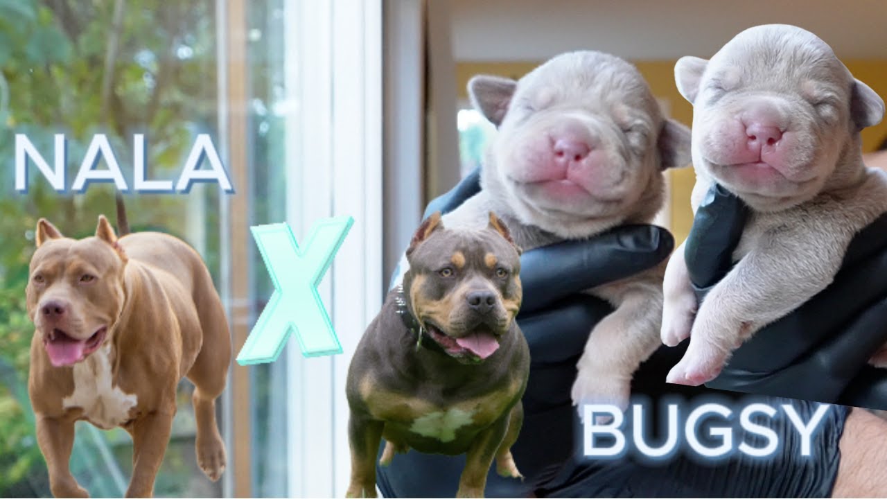 MEET THE PUPPIES | Meet Our Xl Bully Puppys | XL Bully Breeding - YouTube