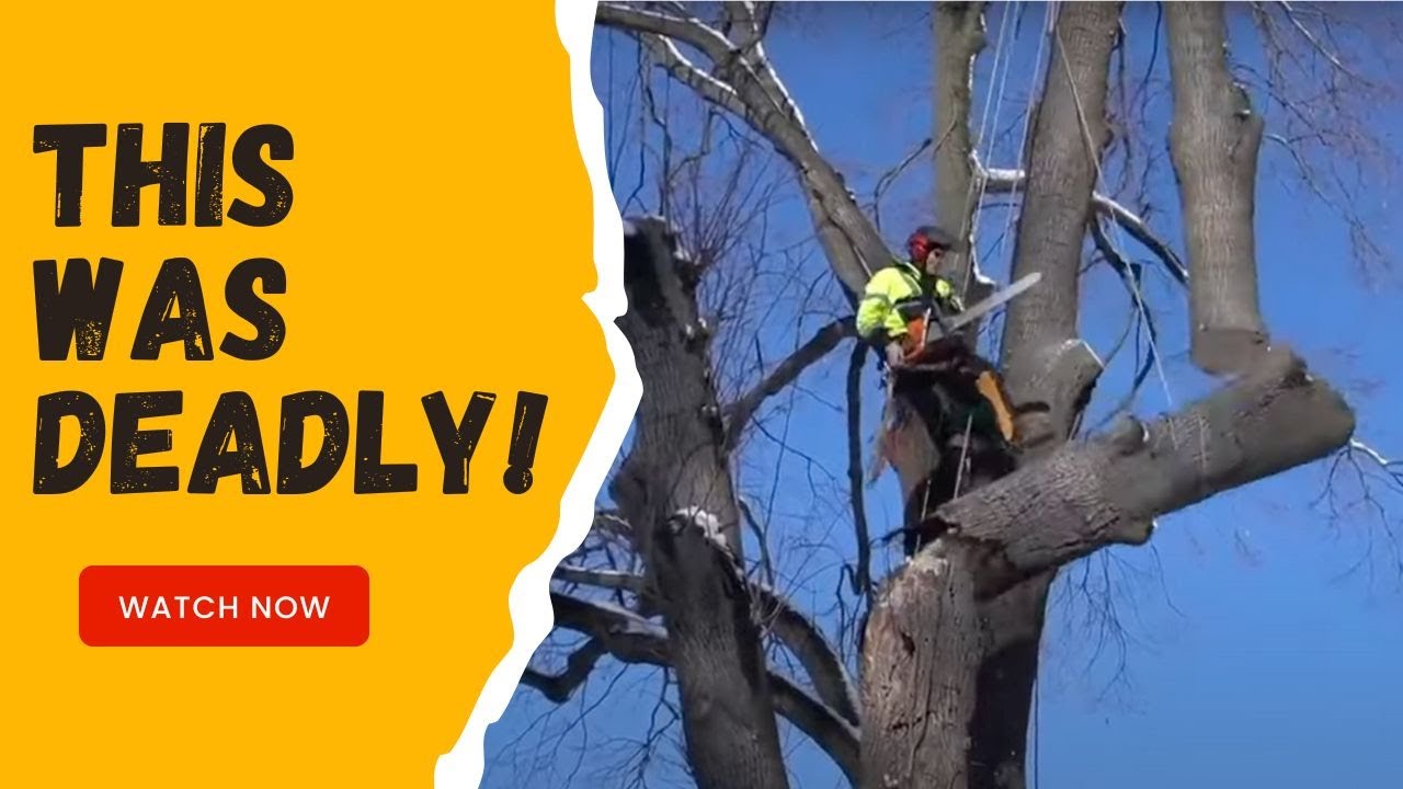 Winter in July MASSIVE Tree Removal - YouTube