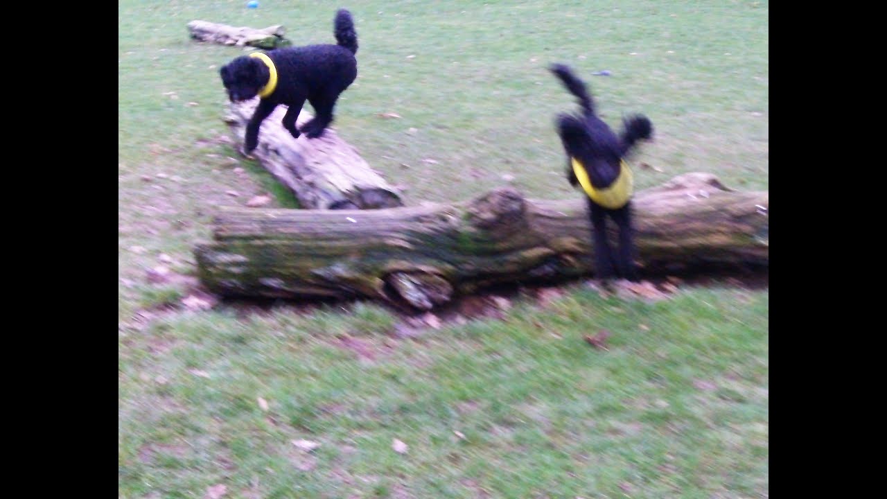 Cockapoo & Labrador Lenny & Bertie. - YouTube