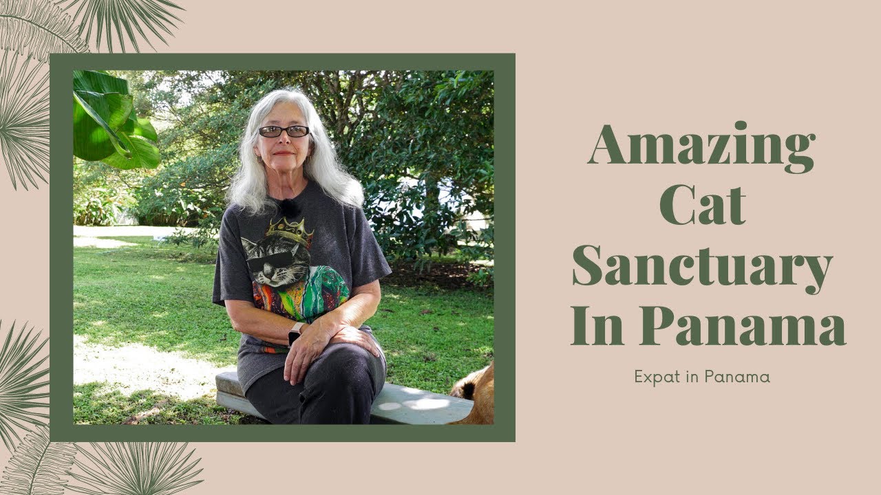 Amazing Cat Sanctuary Near Boquete Panama! - YouTube