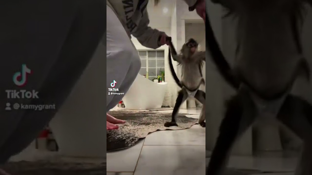 Spider monkey dance 🐵 - YouTube