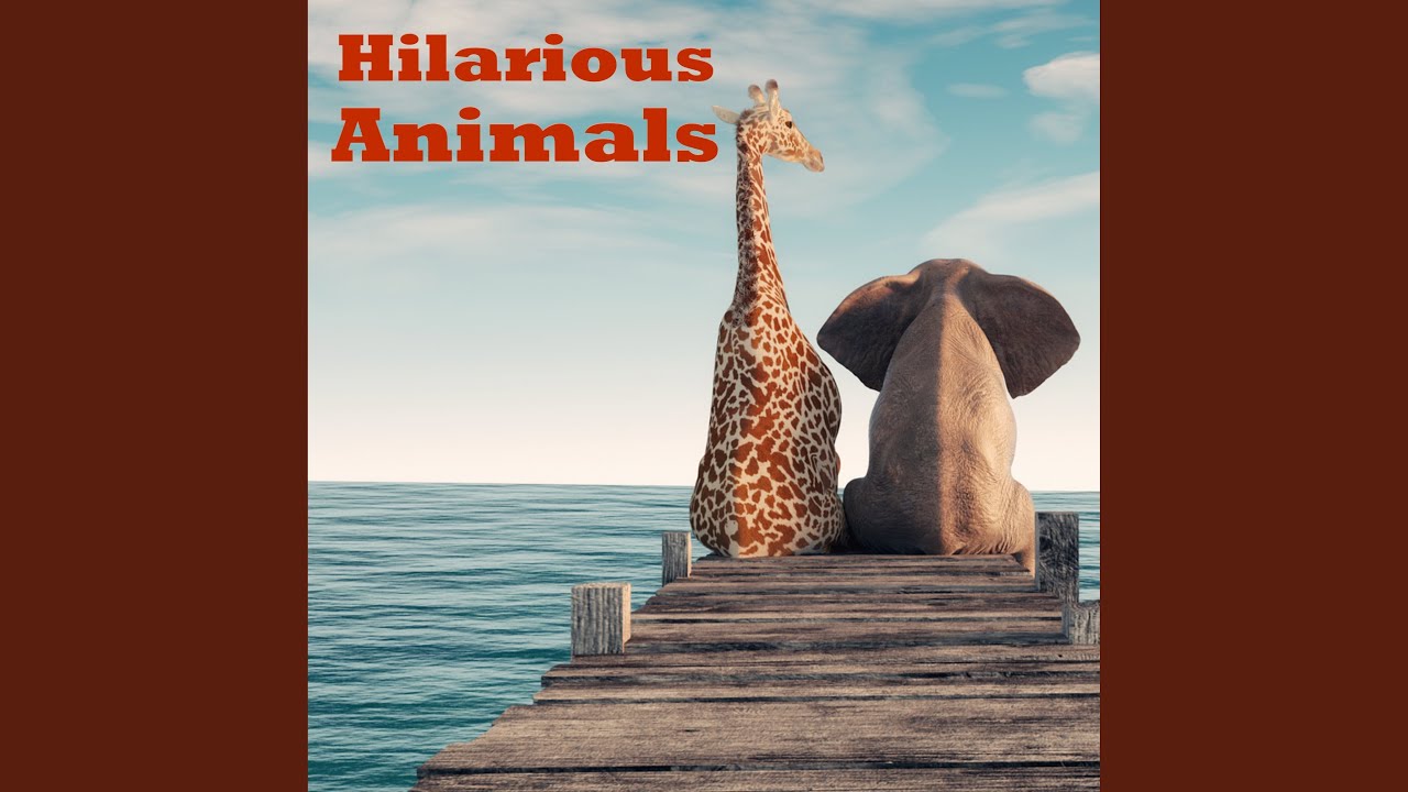 Monkey Shame - YouTube