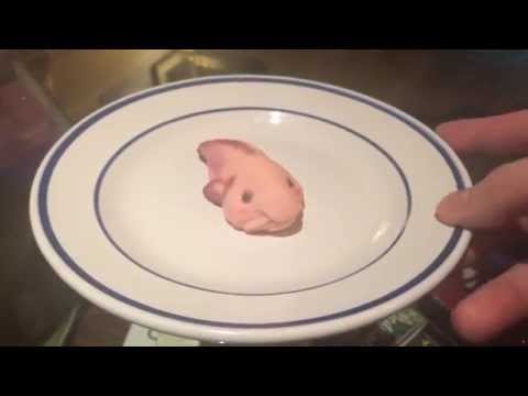 Cute Baby Blobfish