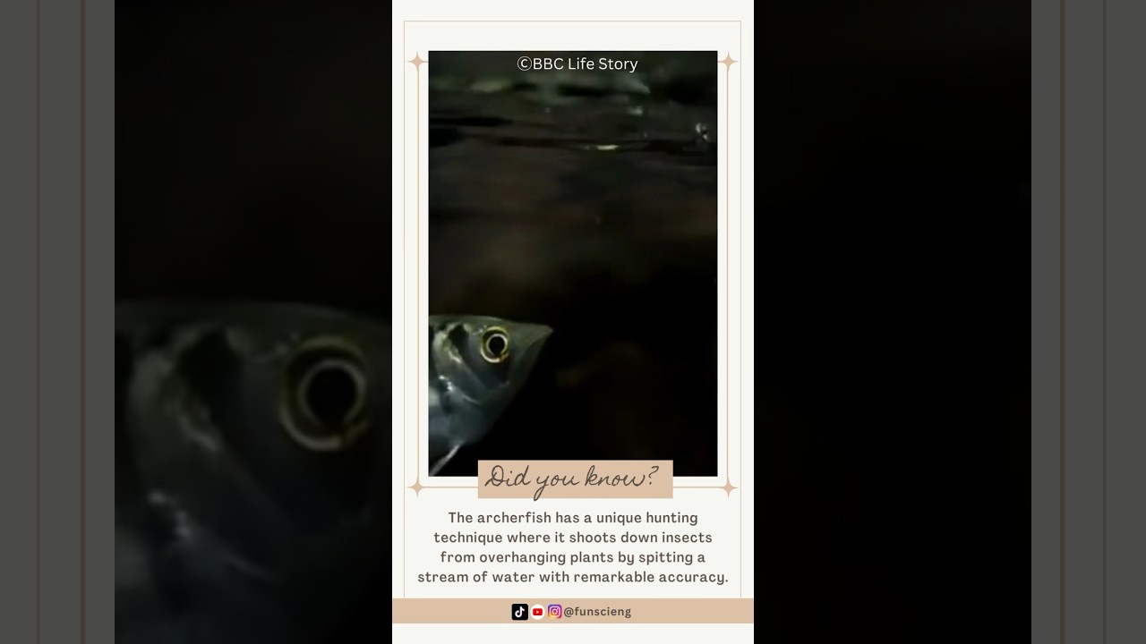 The archerfish and its unique hunting technique #nature - YouTube