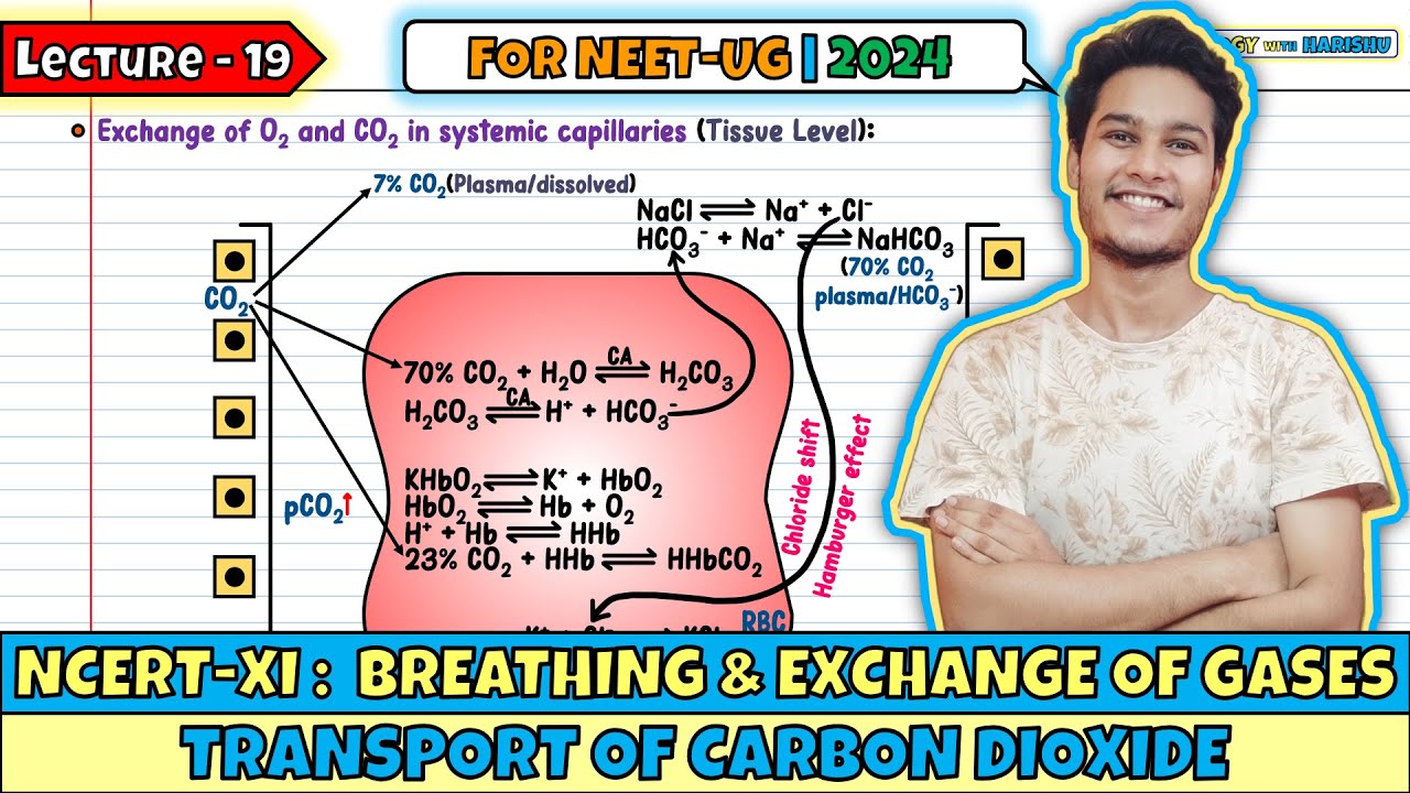 Lec 19- Transport of Carbon Dioxide| Breathing & Exchange of Gases ...