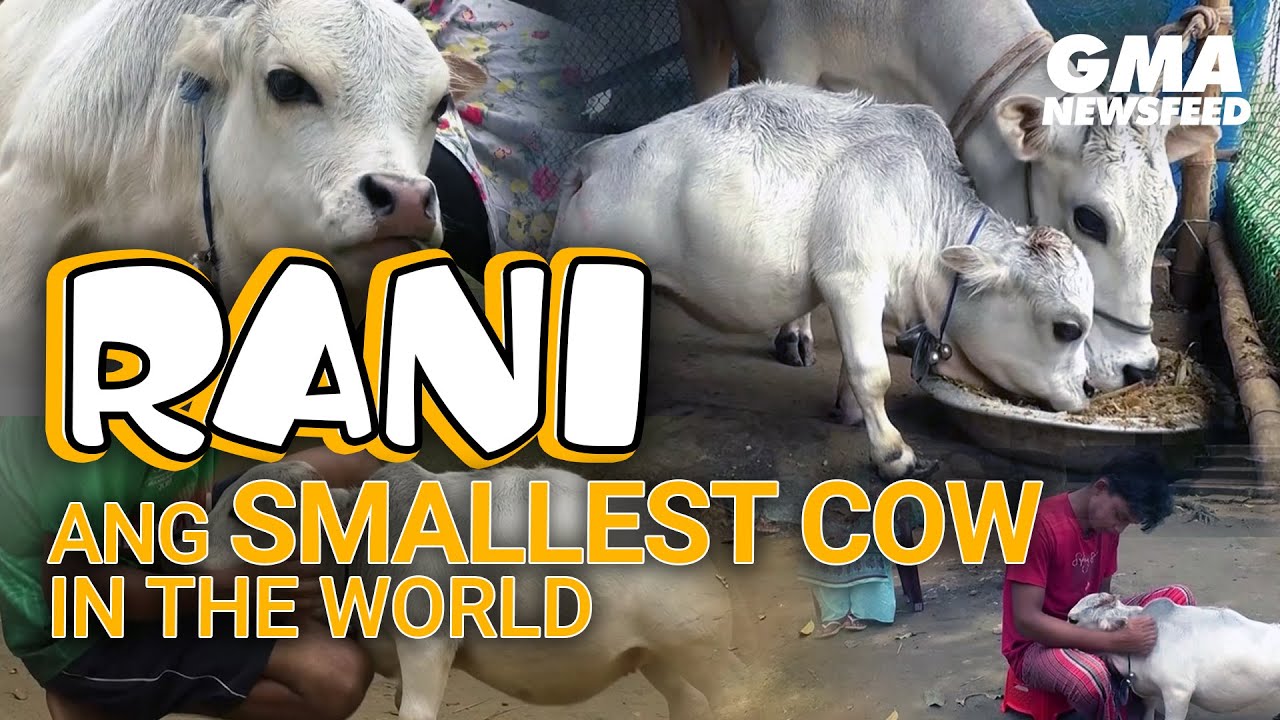 Rani, ang "smallest" cow in the world! | GMA News Feed - YouTube