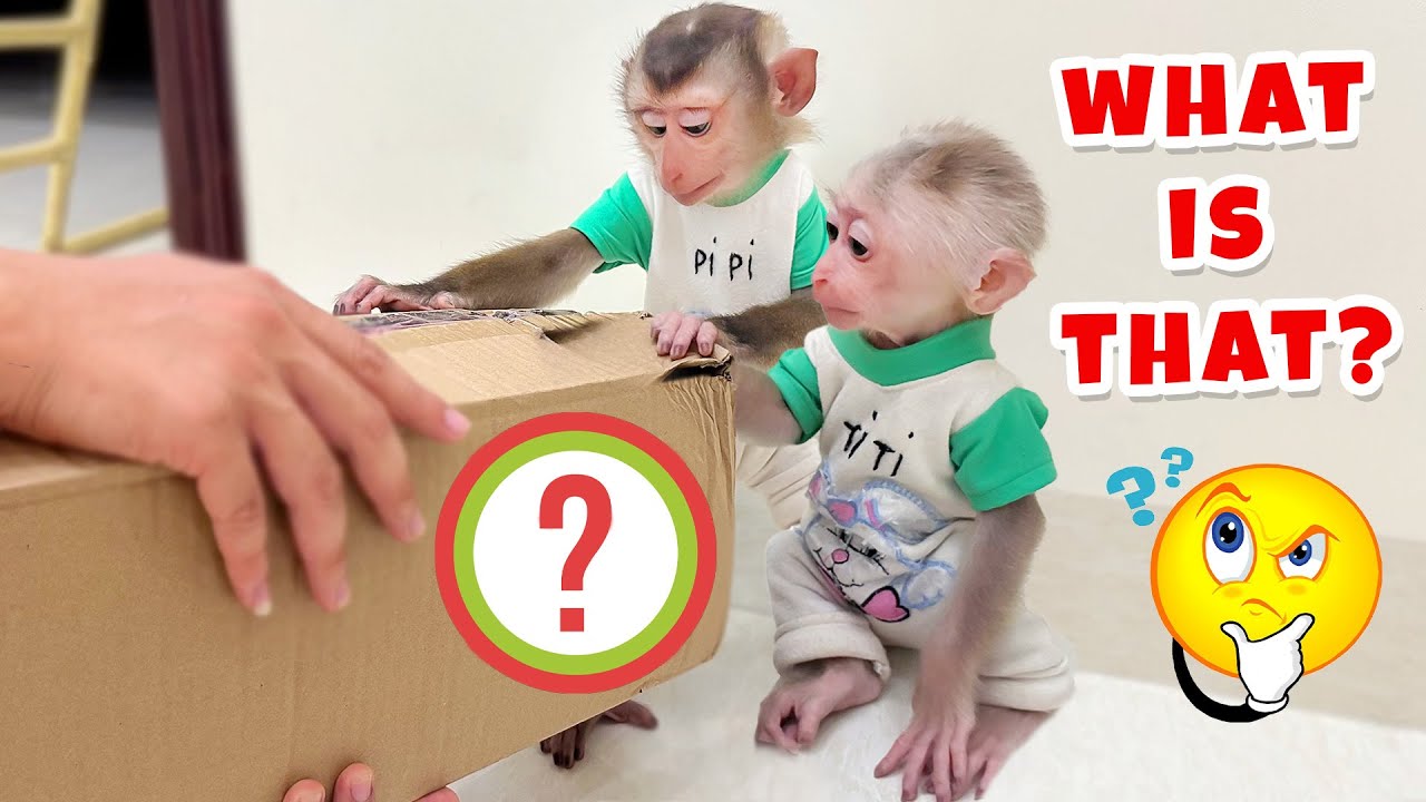 PiPi and TiTi were curious about Dad's gift - YouTube