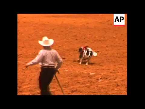 Whiplash the rodeo monkey entertains the crowds - YouTube