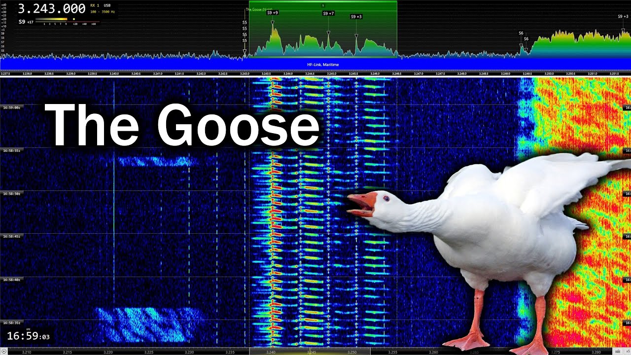 The Goose - YouTube