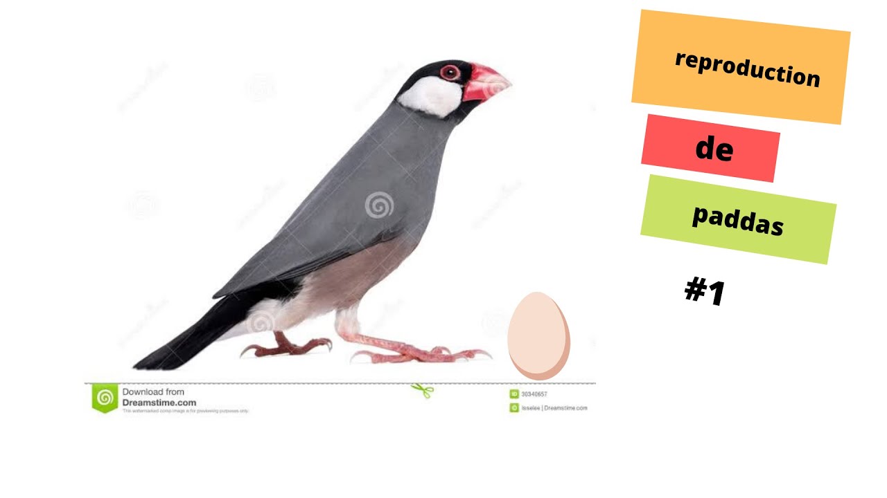 reproduction et ponte de padda - YouTube