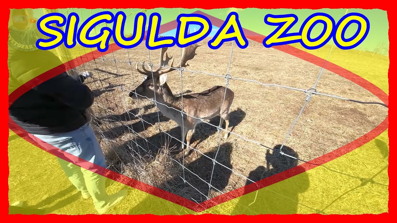 Sigulda zoo Зоопарк Сигулда Латвия 2023 - YouTube