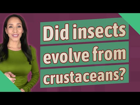 How Did Insects Evolved From Crustaceans