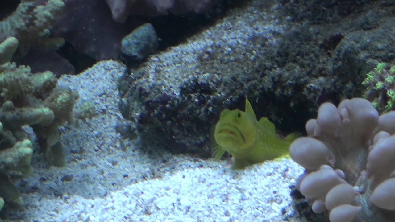 Alpheus bellulus mit Cryptocentrus cinctus - YouTube