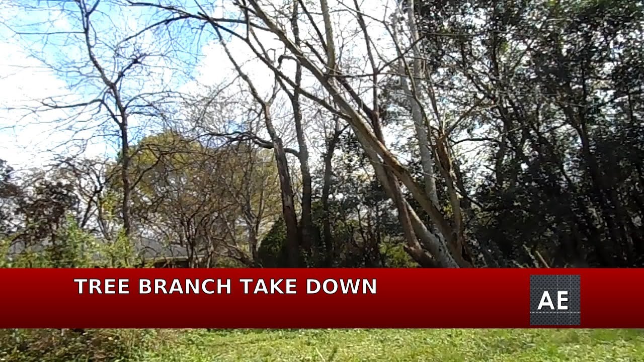 Manual Tree Branch Tear Down - YouTube