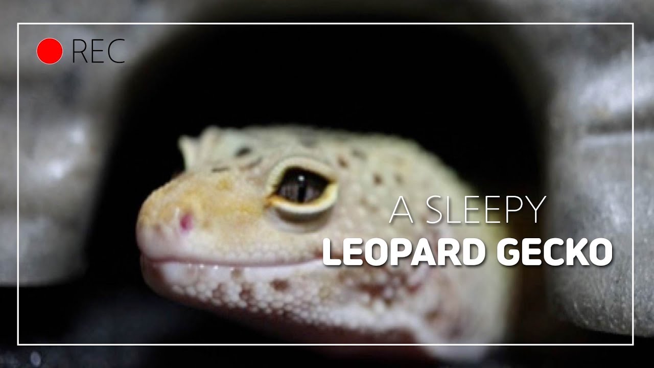 Cute Leopard Gecko Going to Sleep! - YouTube