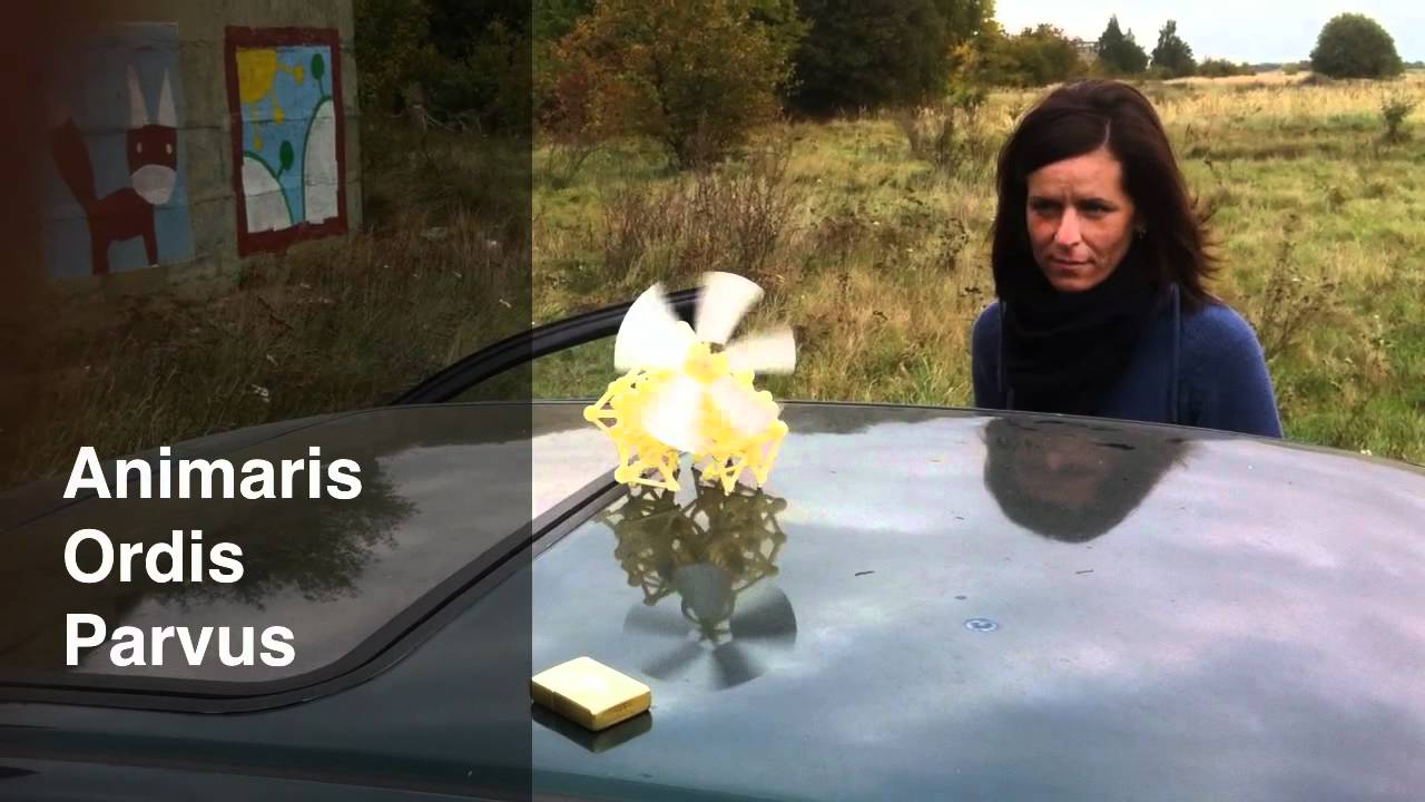 Animaris Ordis Parvus - YouTube