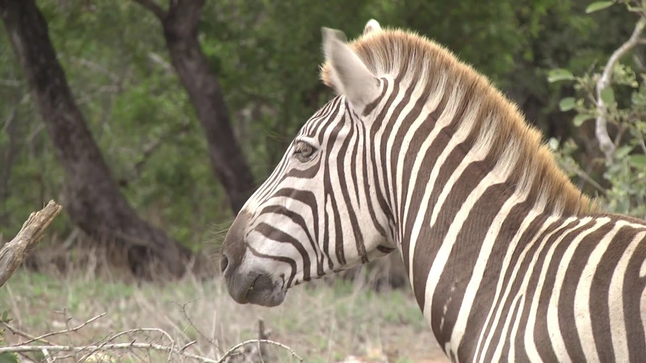 Leucistic Zebra