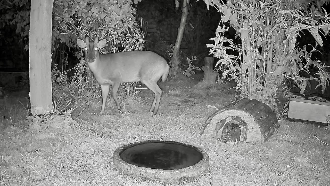 Wild Garden Diary August 24th-25th - YouTube